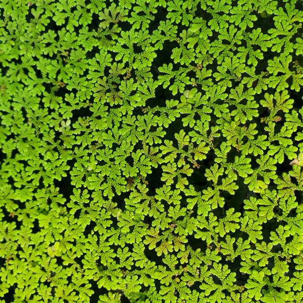 'Azolla' Aquatic Plant - Good for the Planet - Water Gardening ...