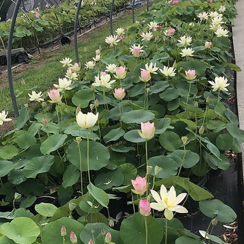'Beautiful Dancer' Dwarf Lotus - Water Gardening & Outdoor Decor