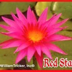 'Red Star' Tropical Water Lily - Water Gardening & Outdoor Decor