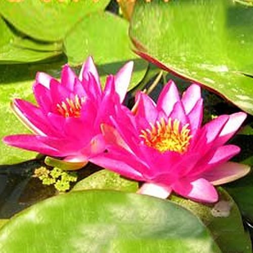 'Sultan' Hardy Water Lily - Water Gardening & Outdoor Decor