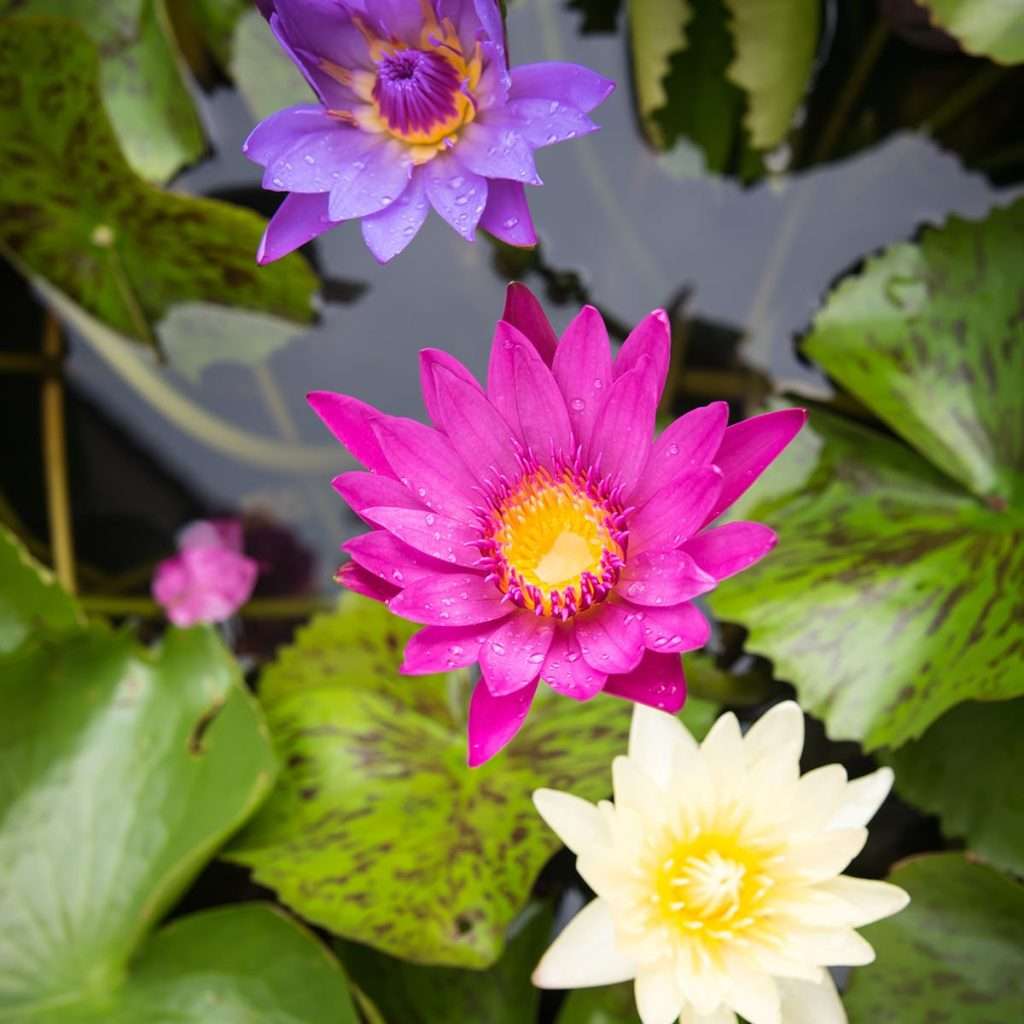 Exotic Trio Collection of 3 Tropical Pygmy Water Lilies - William ...