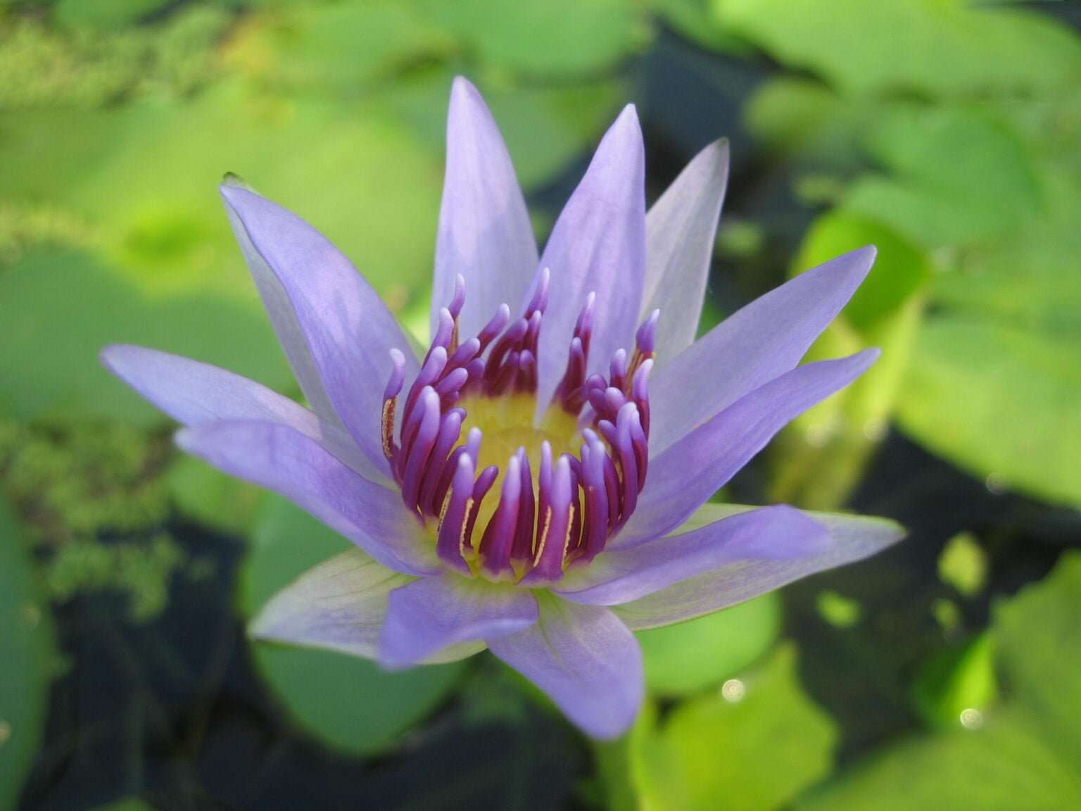 'Colorata' Pygmy Tropical Water Lily - William Tricker Water Gardens