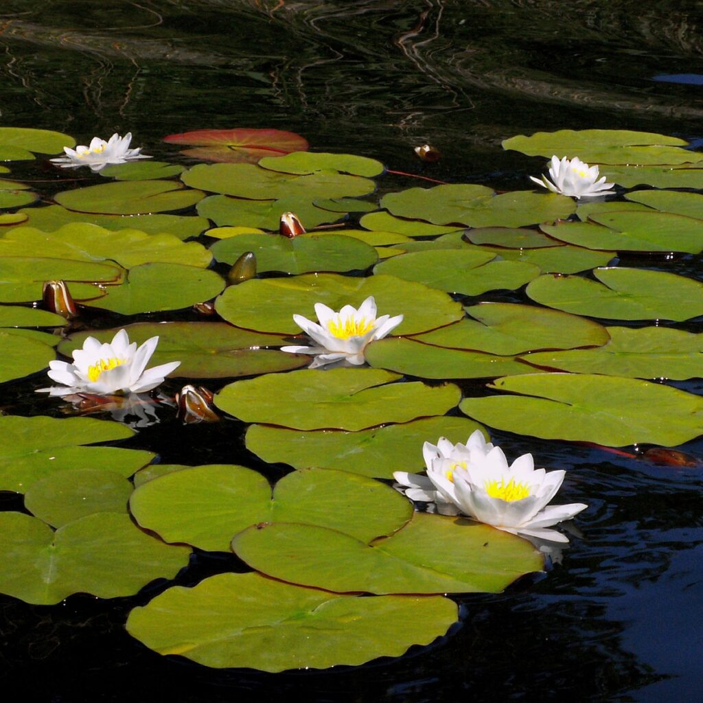 Gorgeous Garden Collection of 5 Hardy Water Lilies - William Tricker's ...