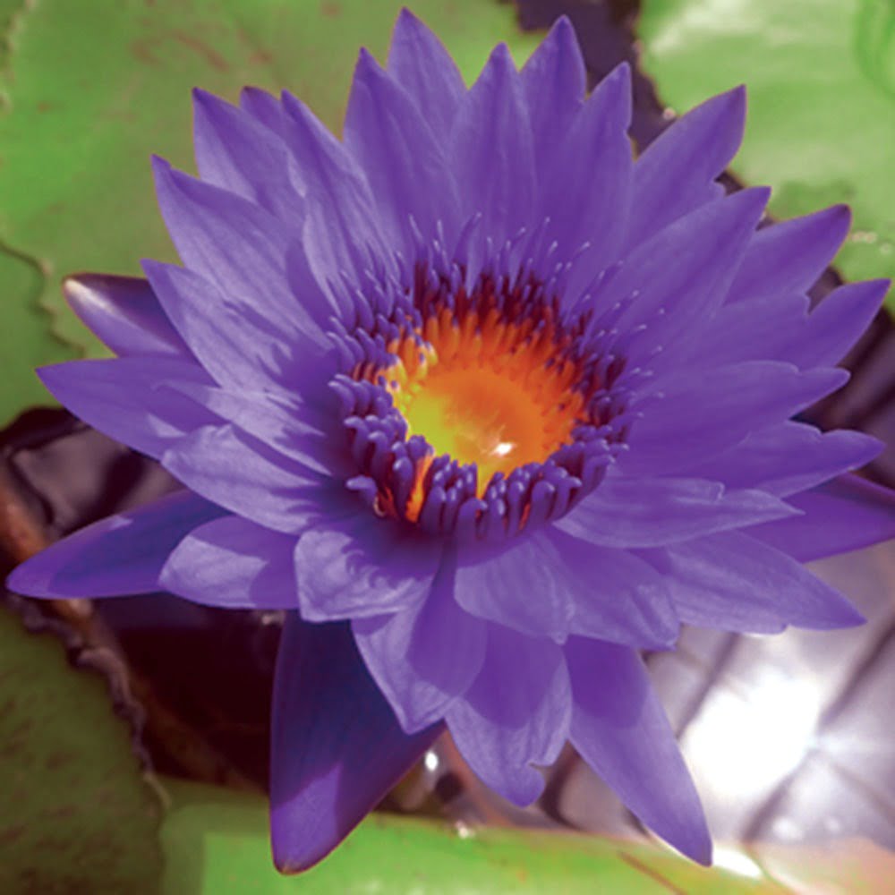 Judge Hitchcock’ Tropical Water Lily – Water Gardening & Outdoor Decor