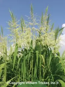 'Wild Rice' Bog Plants - Water Gardening & Outdoor Decor