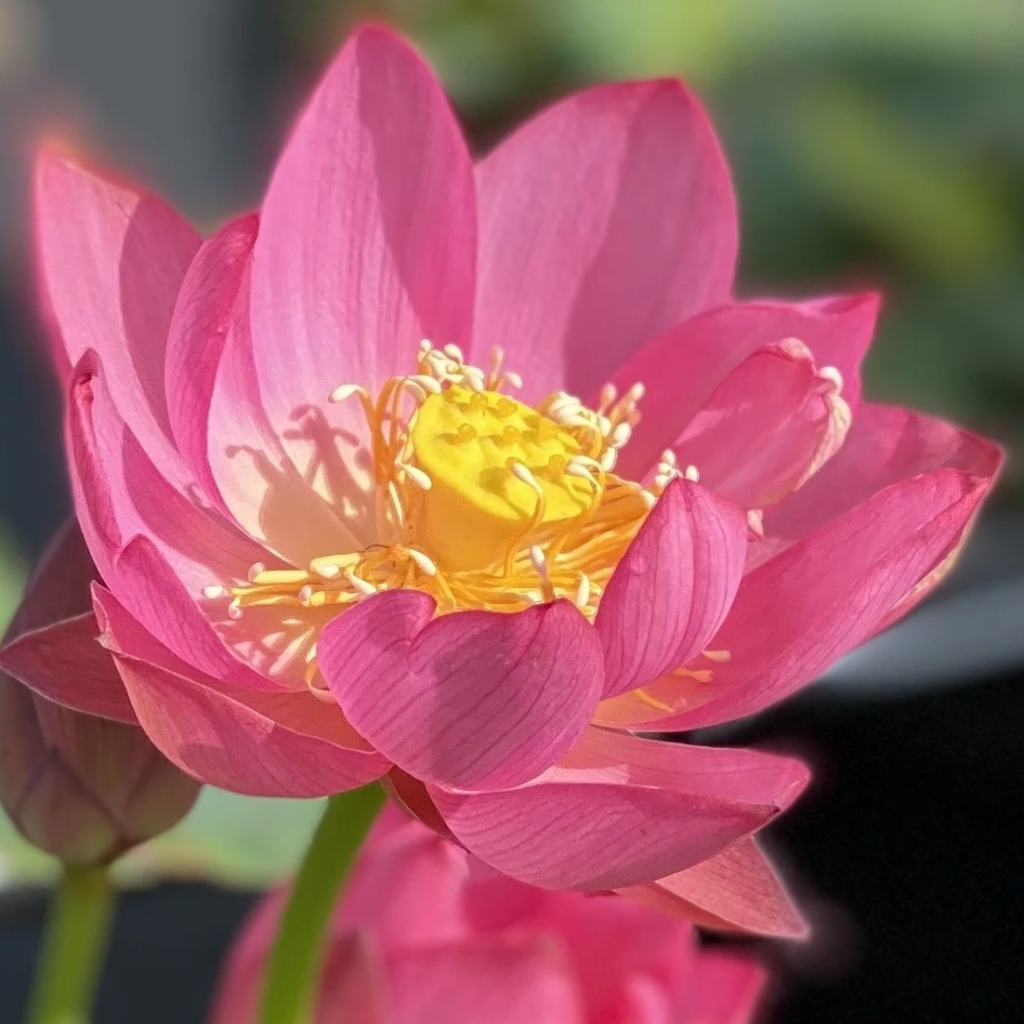 'Egyptian' Lotus - Water Gardening & Outdoor Decor