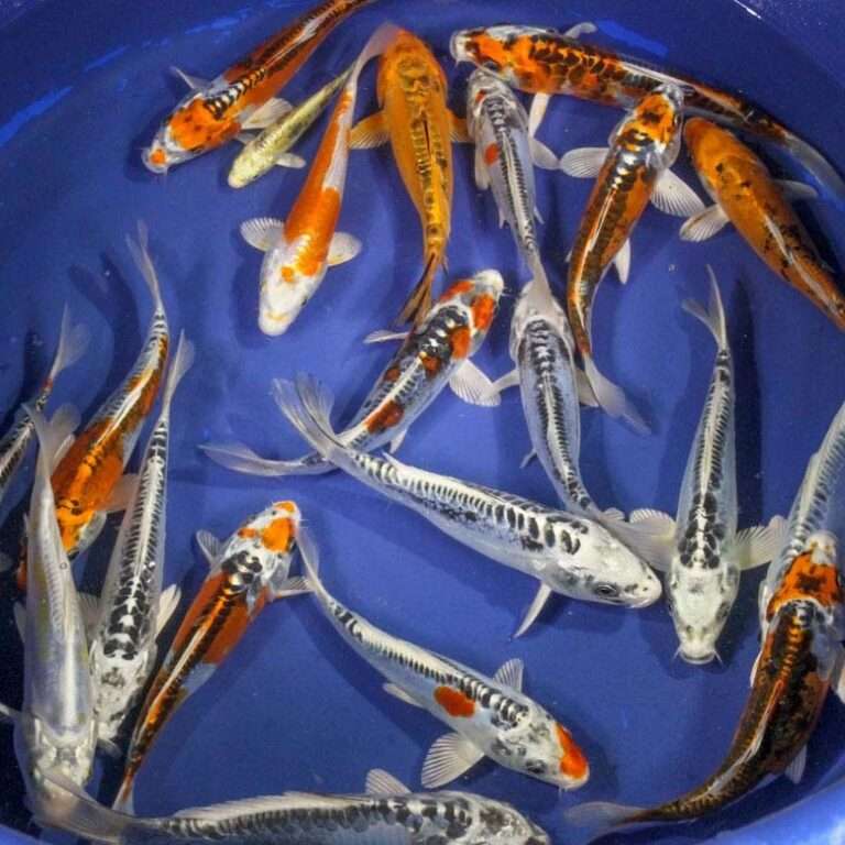 Skeleton Koi Mix Water Gardening And Outdoor Decor